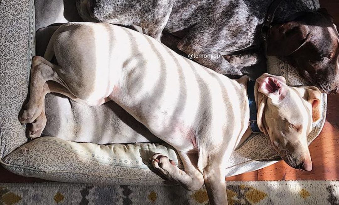 15 German Shorthaired Pointer Colors With Unique Markings