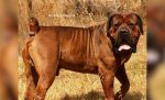 Check Out 9 Boerboel Colors And Find Your Favorite One
