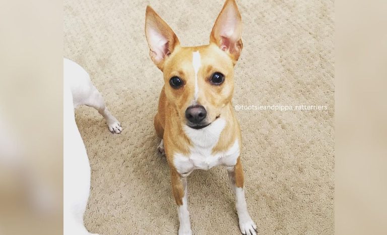 21 Rat Terrier Colors For All Small Dog Fans (With Pictures)