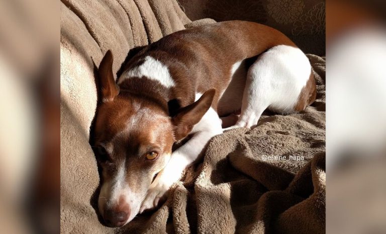 21 Rat Terrier Colors For All Small Dog Fans (With Pictures)