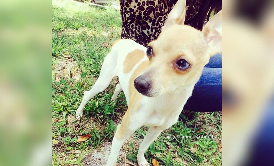 21 Rat Terrier Colors For All Small Dog Fans (With Pictures)