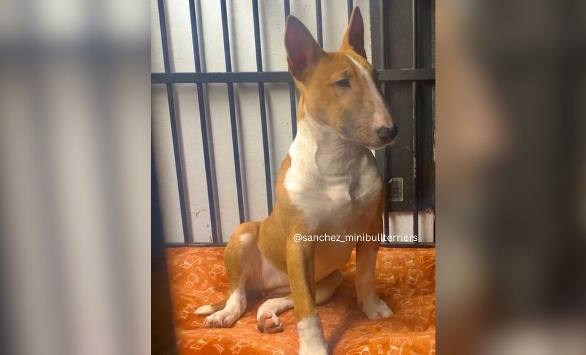 A Deep Dive Into 17 Bull Terrier Colors (With Pictures)