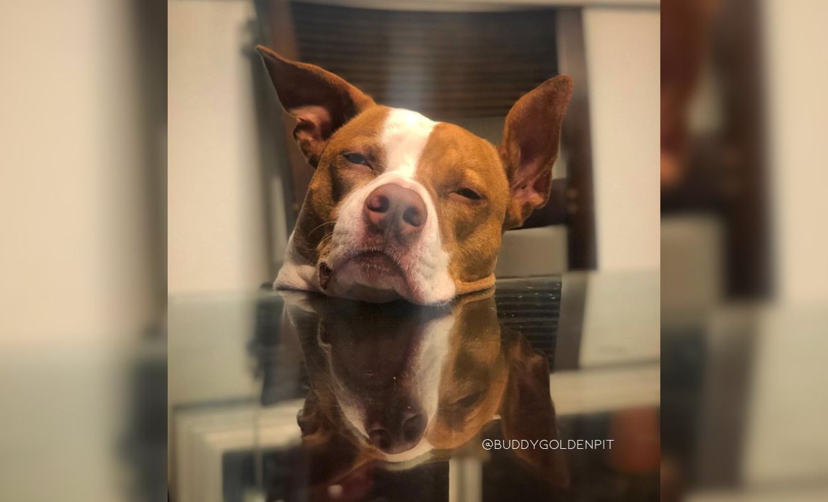 A Homeless Pit Bull Makes An Unexpected Leap Of Faith A Homeless Pit Bull Makes An Unexpected Leap Of Faith