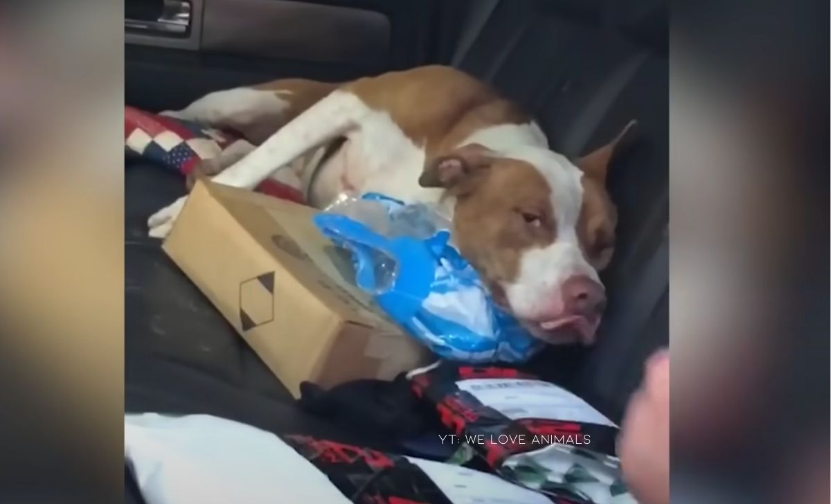 A Homeless Pit Bull Makes An Unexpected Leap Of Faith A Homeless Pit Bull Makes An Unexpected Leap Of Faith