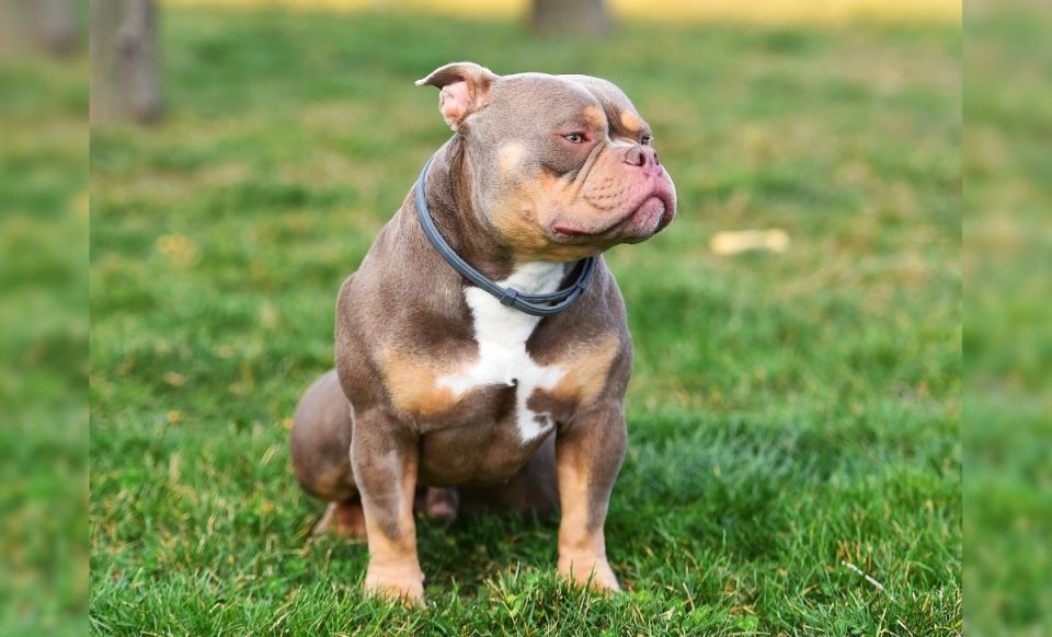 9 Reasons Why Is My American Bully So Aggressive + Easy Fixes