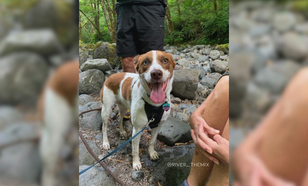 Get to Know 15+ Brittany Mixes That Are A Furry Fun Delight