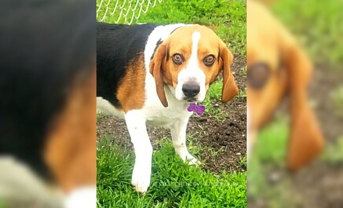 Beagle Rescued From Euthanization Hugs His Savior During Car Ride Home