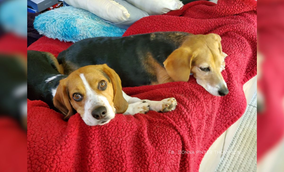 Beagle Rescued From Euthanization Hugs His Savior During Car Ride Home