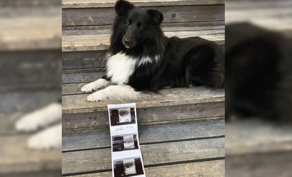 19 Vibrant Shetland Sheepdog Colors (With Photos)