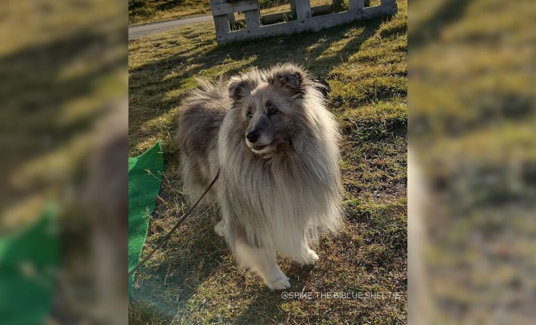 19 Vibrant Shetland Sheepdog Colors (With Photos)