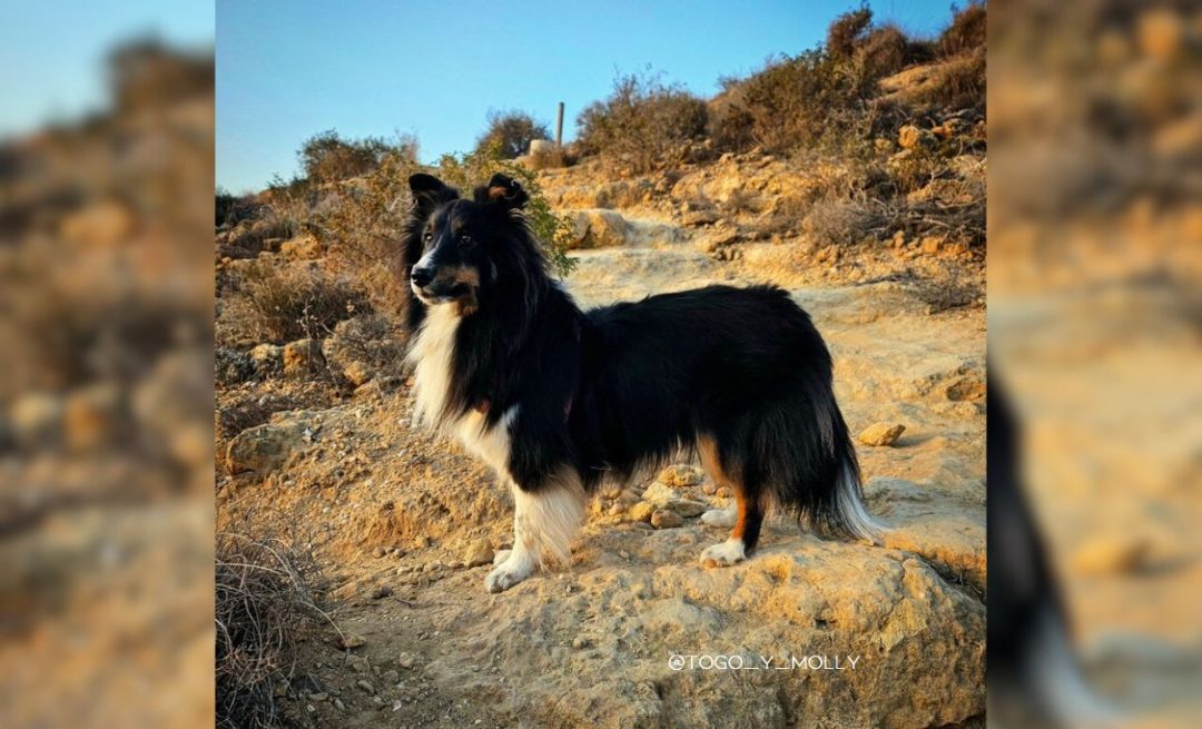 19 Vibrant Shetland Sheepdog Colors (With Photos)