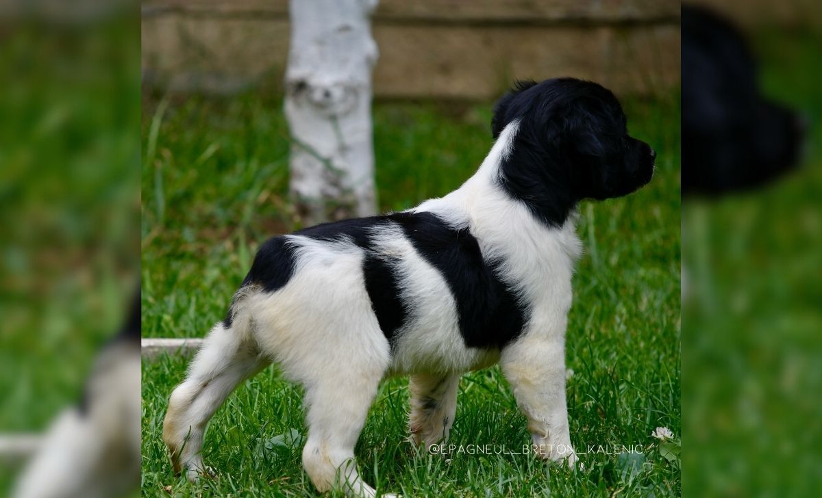 9 Brittany Colors You Never Knew Existed (With Pictures)