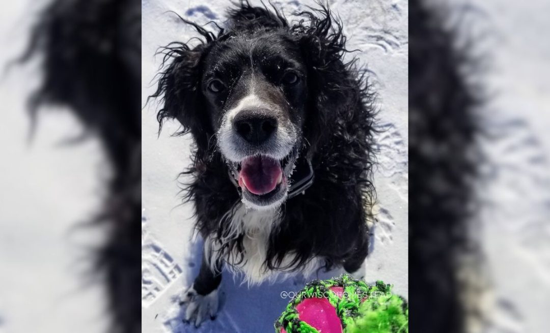 Get to Know 15+ Brittany Mixes That Are A Furry Fun Delight