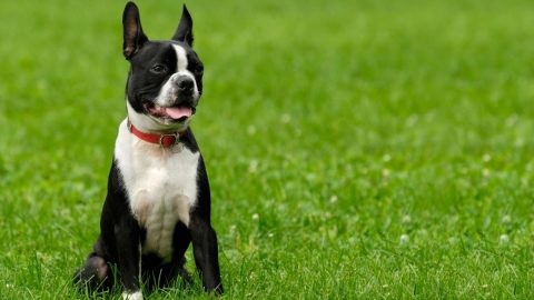 23+ Boston Terrier Mixes That Are Too Cute To Be Real (With Pictures)