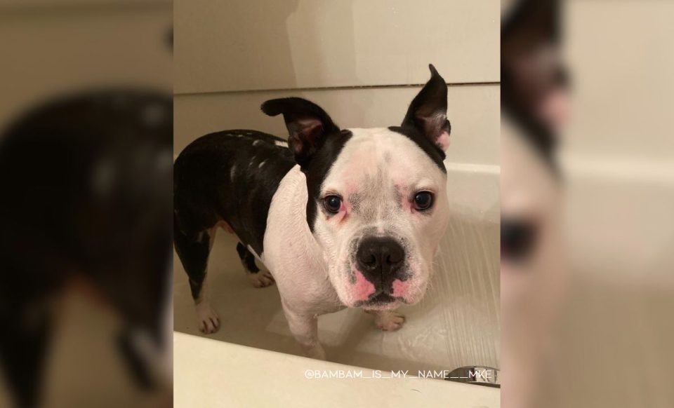 23+ Boston Terrier Mixes That Are Too Cute To Be Real (With Pictures)