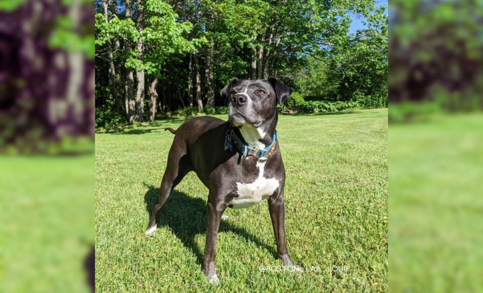 23+ Boston Terrier Mixes That Are Too Cute To Be Real (With Pictures)