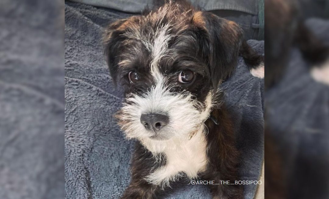 23+ Boston Terrier Mixes That Are Too Cute To Be Real (With Pictures)