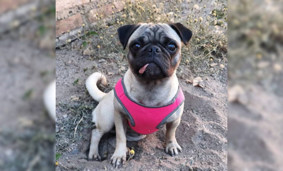 23+ Boston Terrier Mixes That Are Too Cute To Be Real (With Pictures)