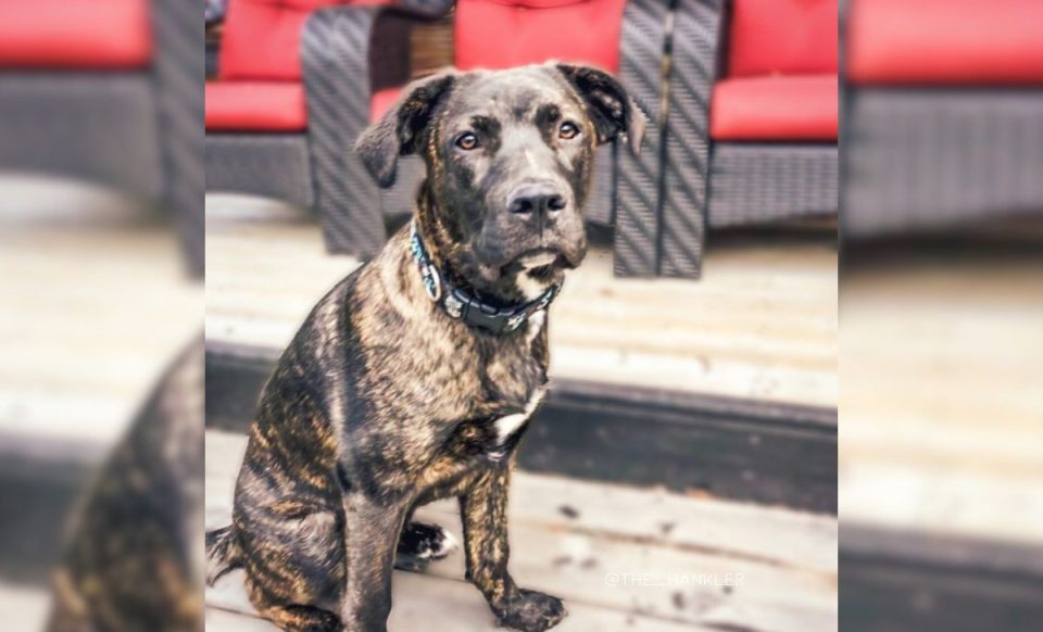 21 Imposing Bullmastiff Mixes Here To Love And Protect You