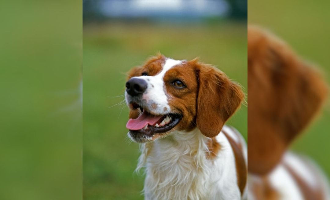 That One Brittany Growth Chart That Has It All