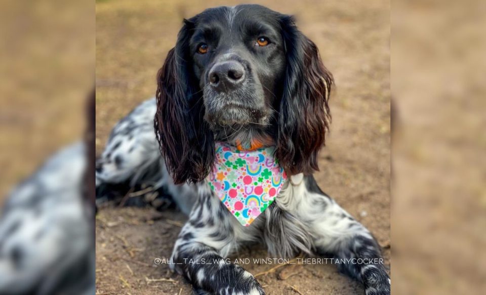 Get to Know 15+ Brittany Mixes That Are A Furry Fun Delight