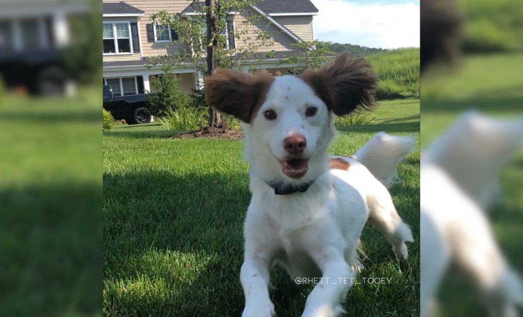 Get to Know 15+ Brittany Mixes That Are A Furry Fun Delight