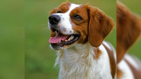 Get to Know 15+ Brittany Mixes That Are A Furry Fun Delight