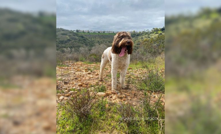 Get to Know 15+ Brittany Mixes That Are A Furry Fun Delight