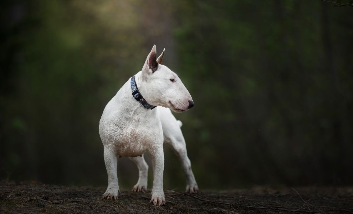 The Bull Terrier Growth Chart For Strong Pups
