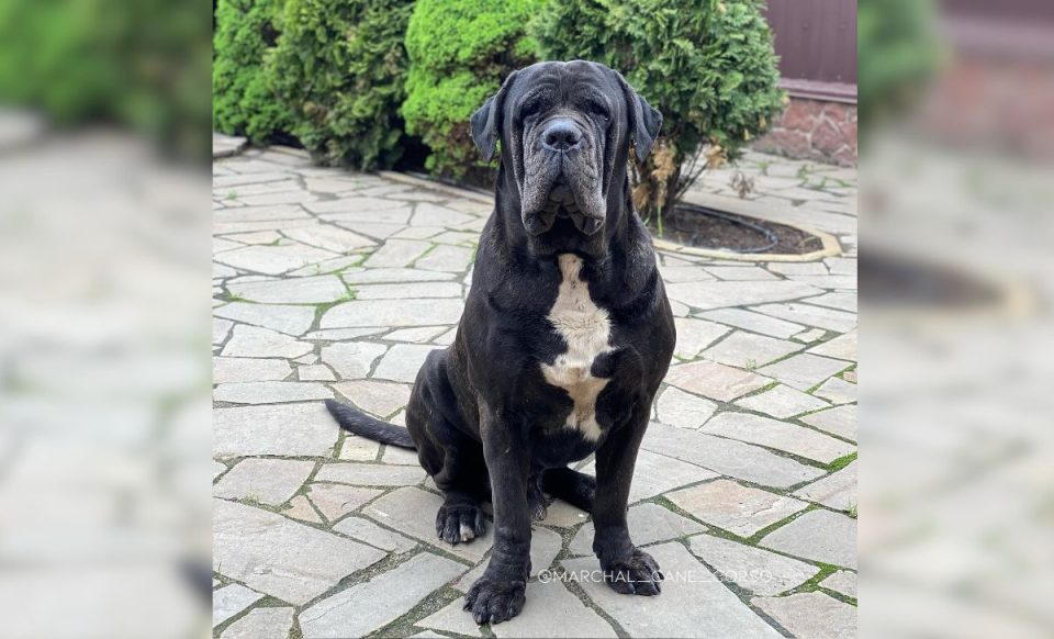 Cane Corso Mastiff Mix Care Guide And Important Information - Breed Atlas