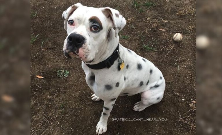 43 Boxer Mixes That Will Make You Fall In Love (With Pictures)