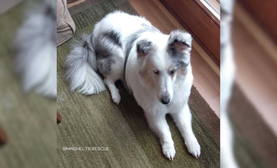 19 Vibrant Shetland Sheepdog Colors (With Photos)