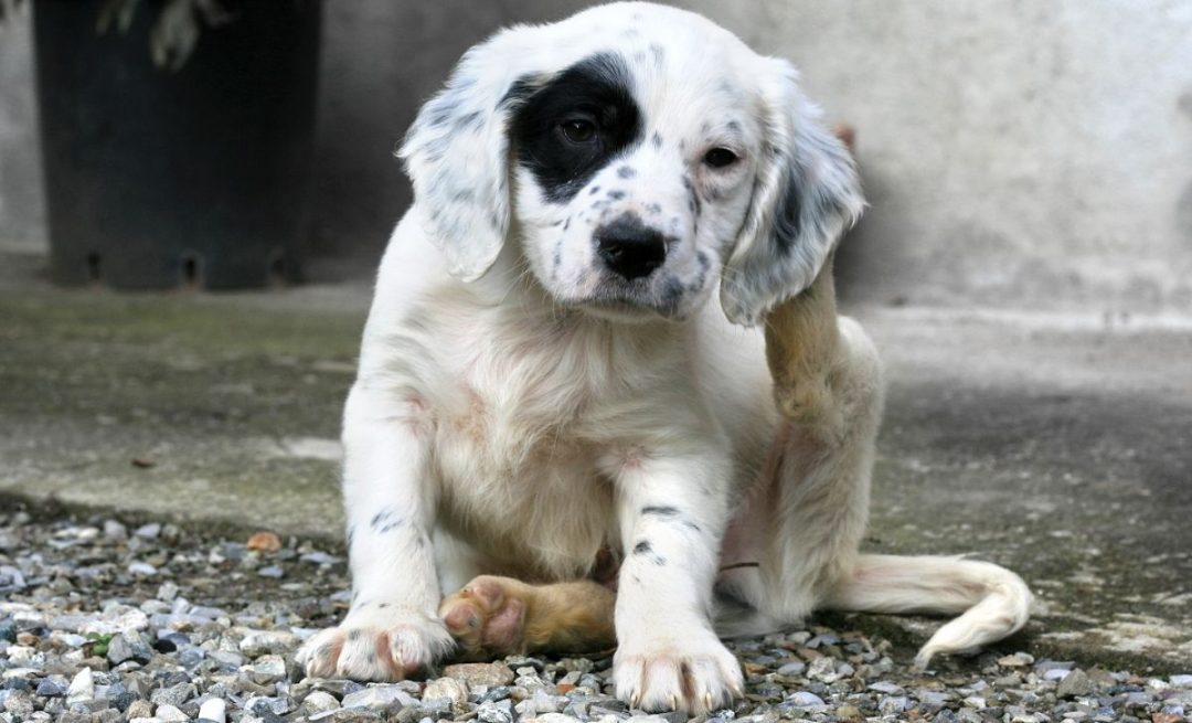On-Target English Setter Growth Chart On-Target English Setter Growth Chart