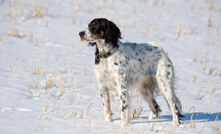On-Target English Setter Growth Chart On-Target English Setter Growth Chart
