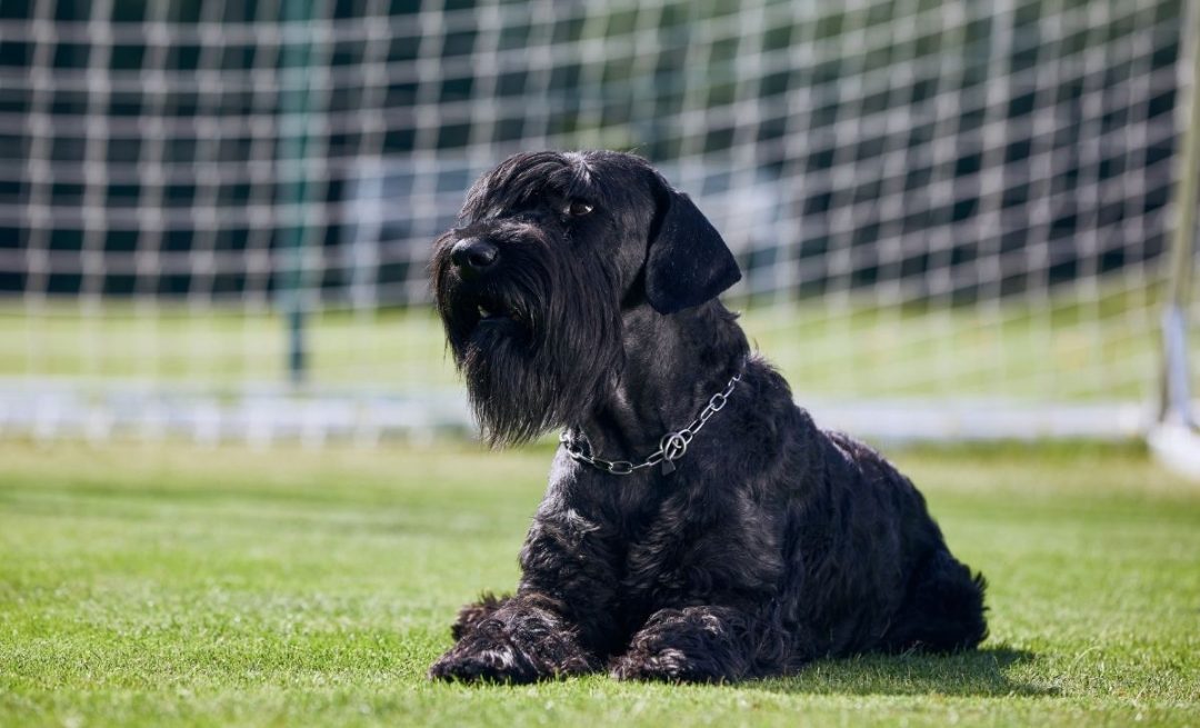 Giant Schnauzer Growth Chart And Its Milestones