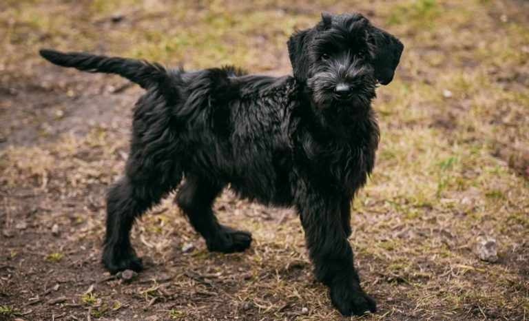 Giant Schnauzer Growth Chart And Its Milestones