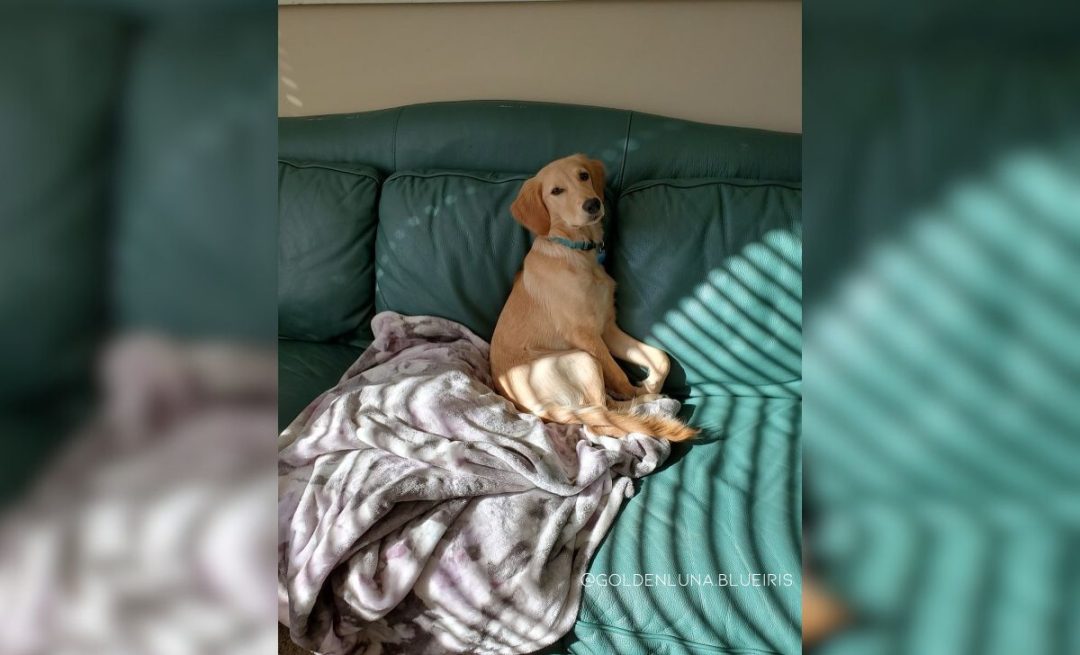 Get to Know 15+ Brittany Mixes That Are A Furry Fun Delight