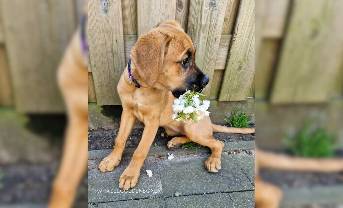 9 Unique Boxer Colors And 5 Markings You Never Knew Existed