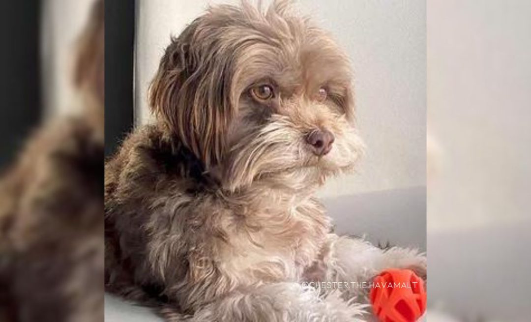 25 Maltese Mixes That Will Steal Your Heart (With Pictures)