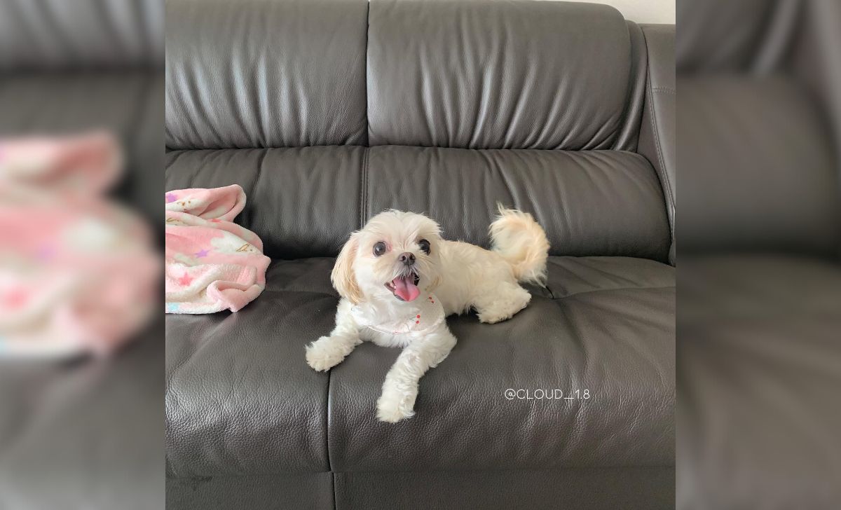 5+ Maltese Colors And Dealing With Discolorations