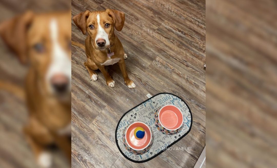 Get to Know 15+ Brittany Mixes That Are A Furry Fun Delight