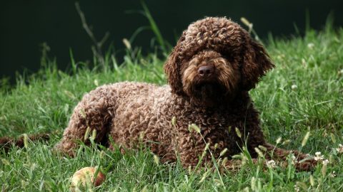 9 Lagotto Romagnolo Colors With 6 Unique Markings