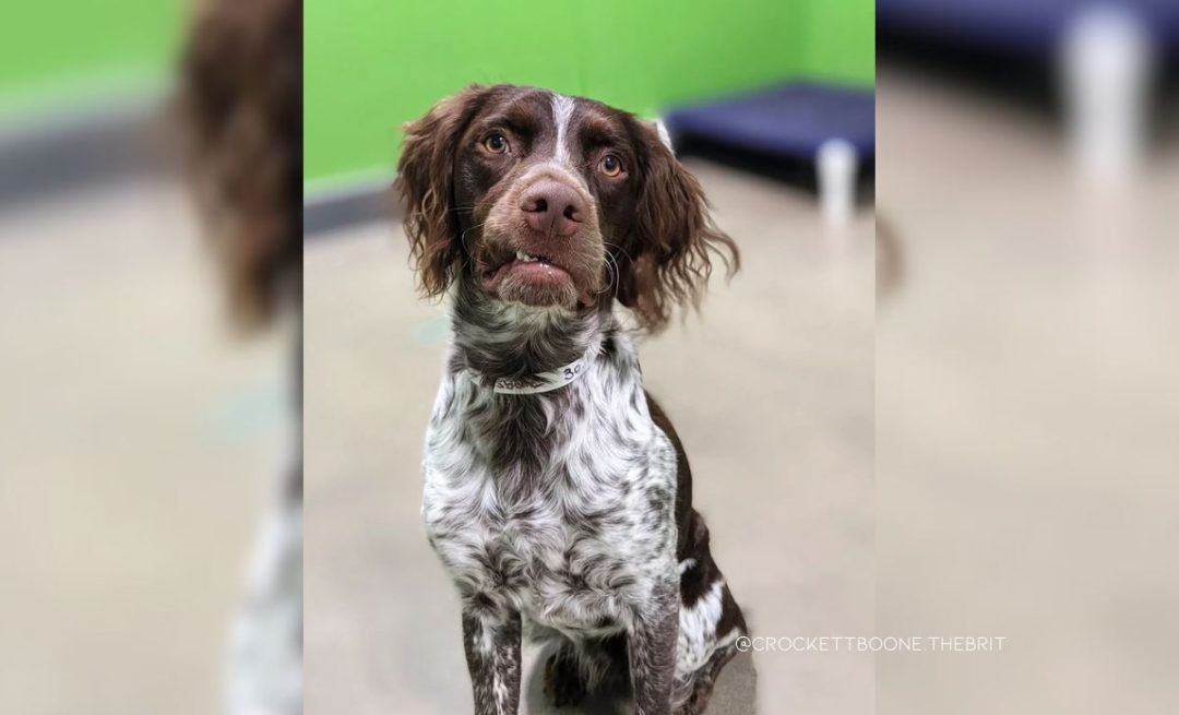 9 Brittany Colors You Never Knew Existed (With Pictures)