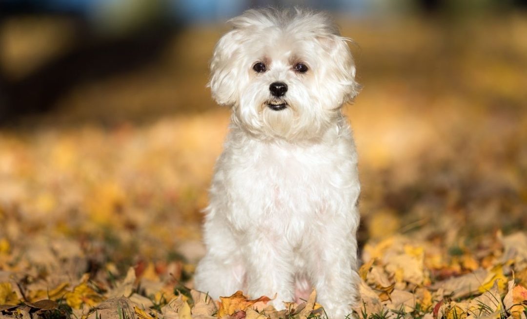 5+ Maltese Colors And Dealing With Discolorations