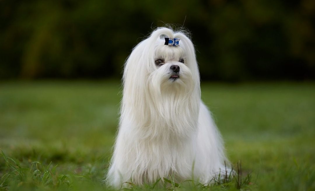 5+ Maltese Colors And Dealing With Discolorations