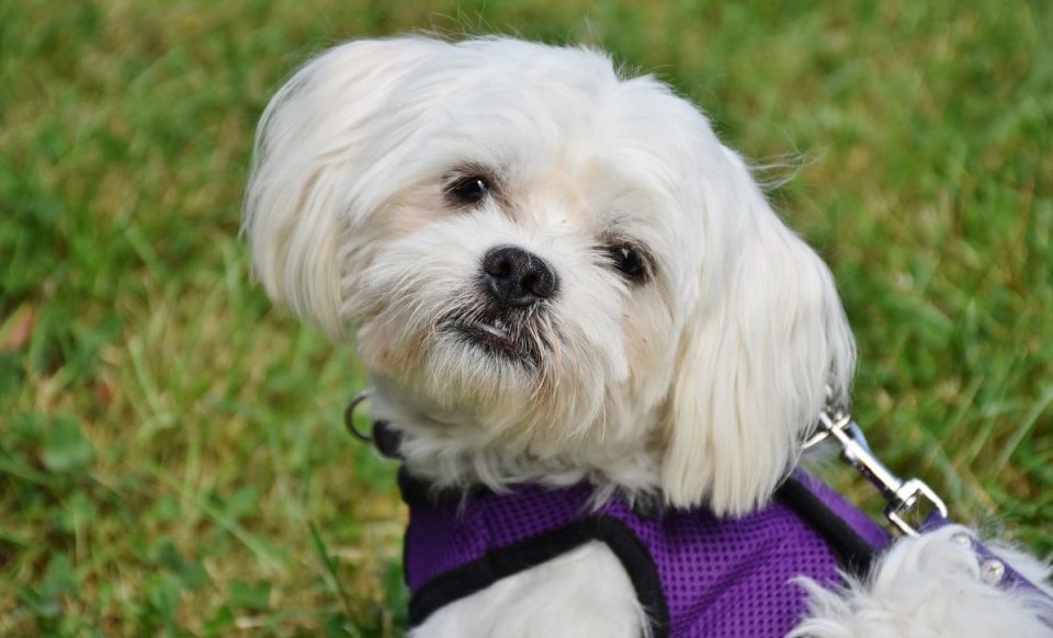 5+ Maltese Colors And Dealing With Discolorations