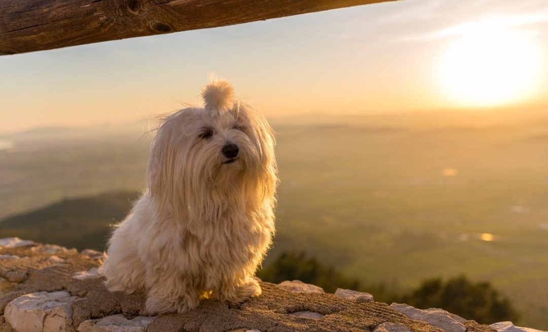 5+ Maltese Colors And Dealing With Discolorations