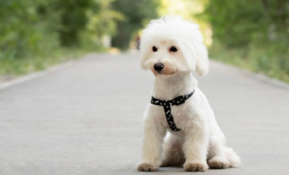 Maltese Growth Chart For Raising Little Beauties