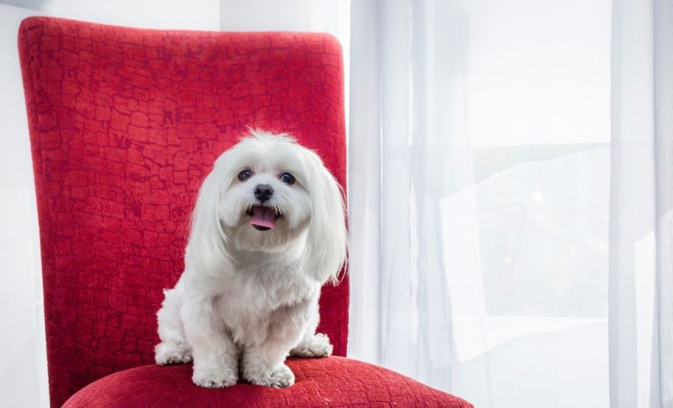 Maltese Growth Chart For Raising Little Beauties