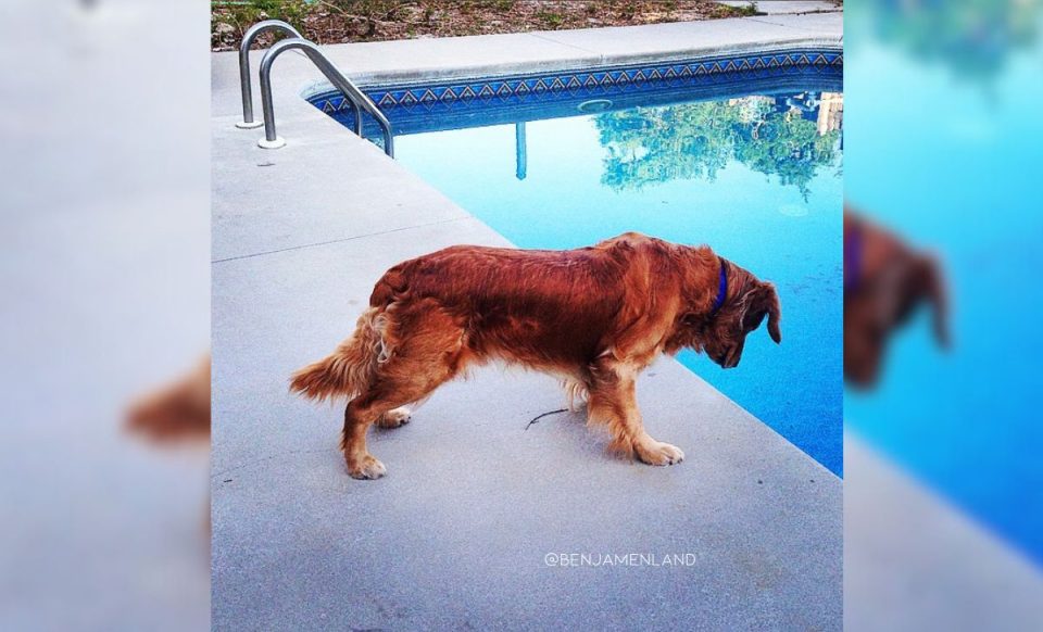 25 Maltese Mixes That Will Steal Your Heart (With Pictures)